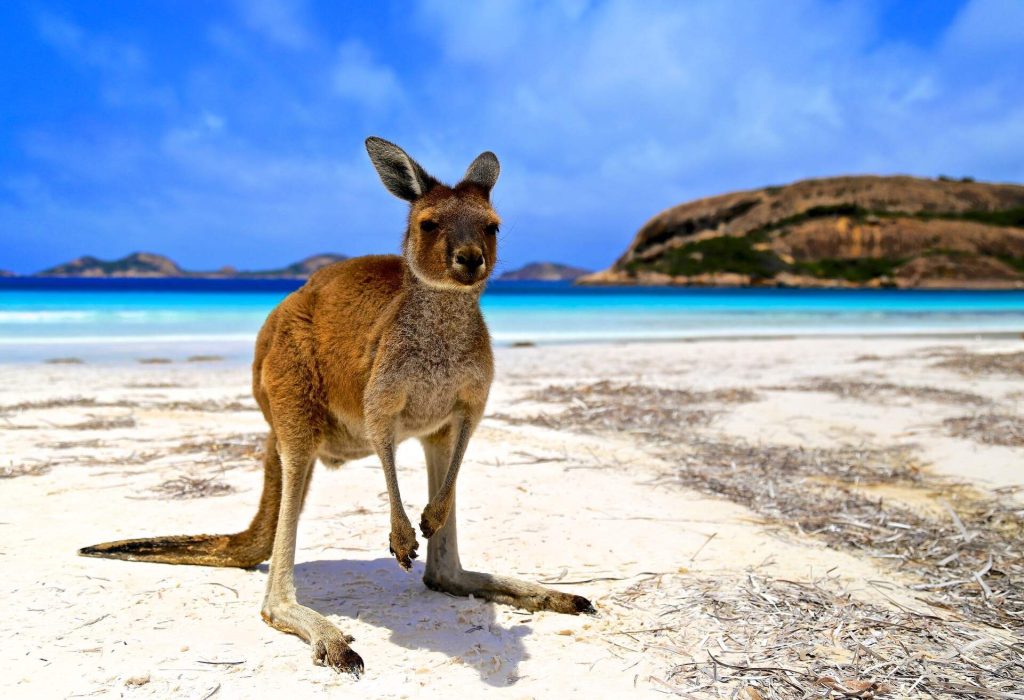 Lär känna de udda och underbara djuren i Australien | momondo